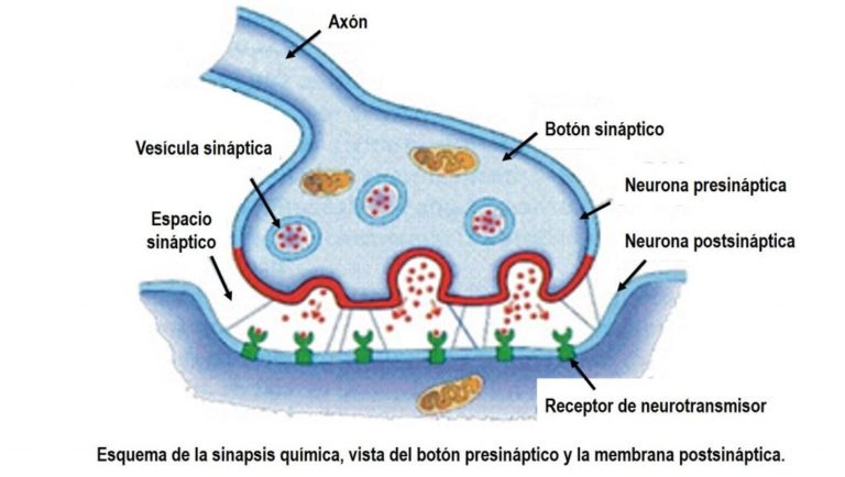 NEUROTRANSMISIÓN Y NEUROTRANSMISORES | TULIA OCAMPO GAVIRIA